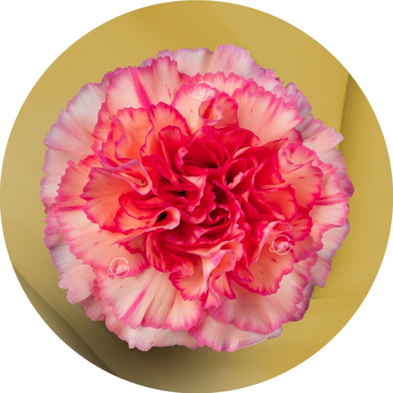 Carnation – Geoflora