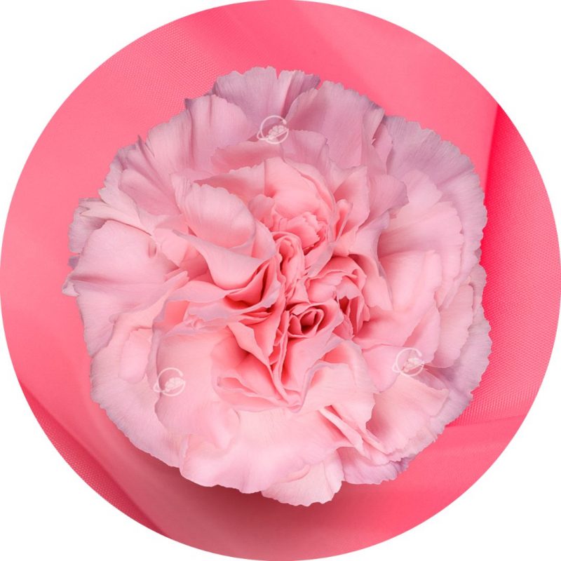 Charisma – Geoflora