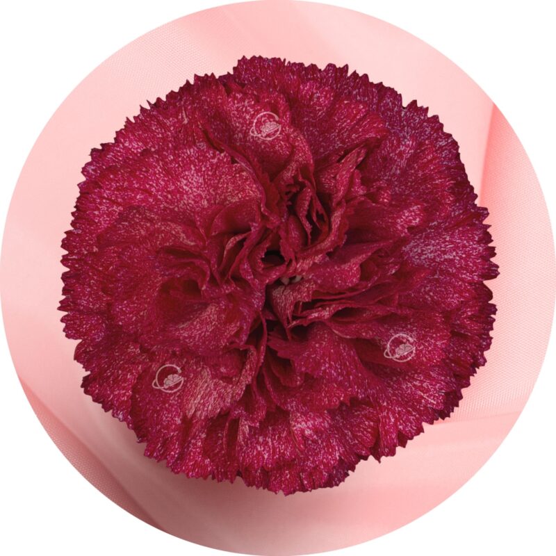 Premium Carnation – Geoflora