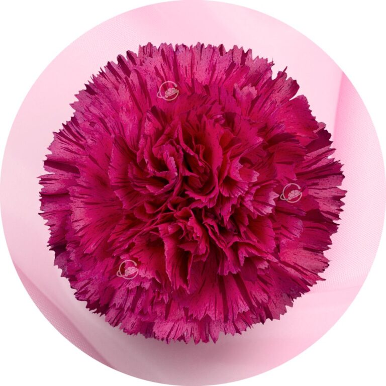 Carnation – Página 2 – Geoflora