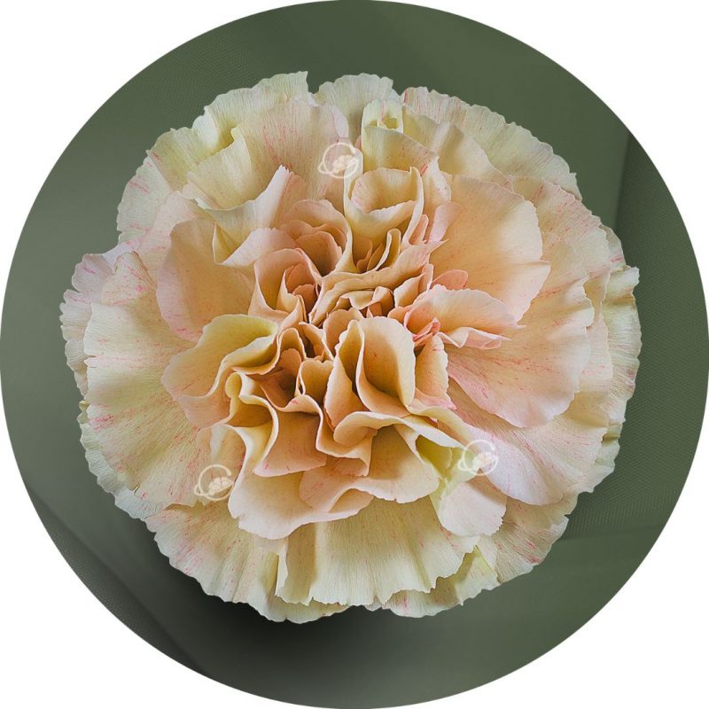 Carnation – Page 3 – Geoflora