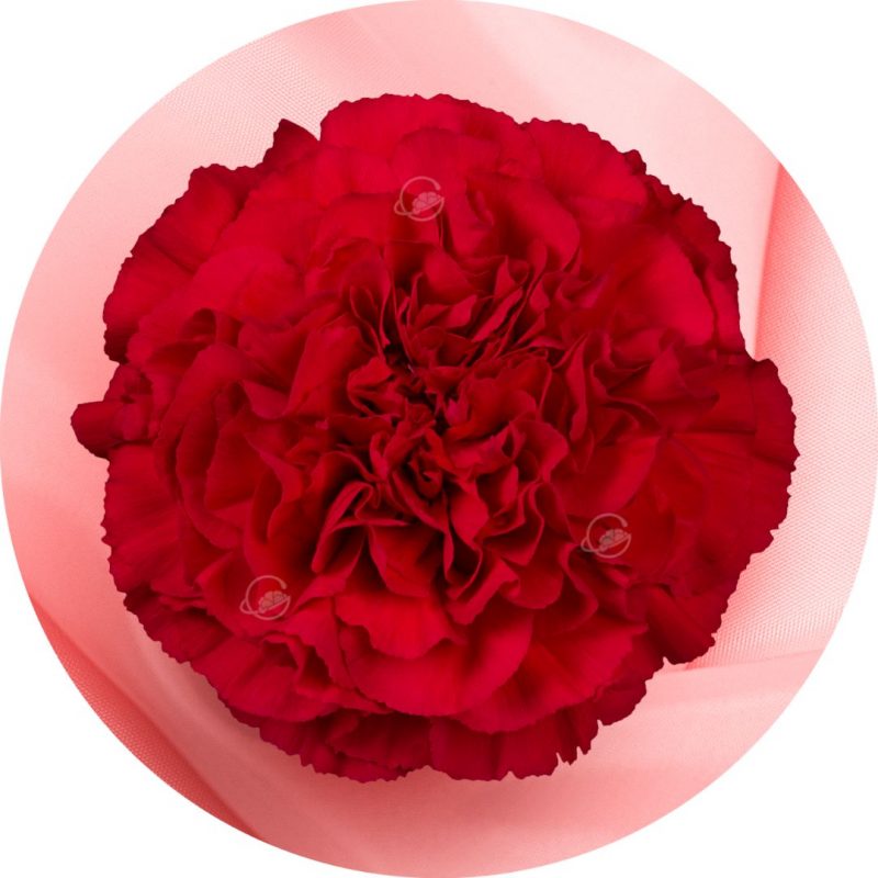 Carnation – Page 3 – Geoflora