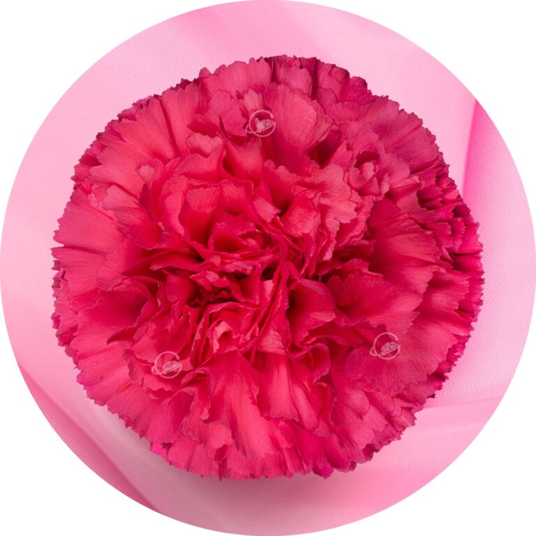 Carnation – Page 4 – Geoflora