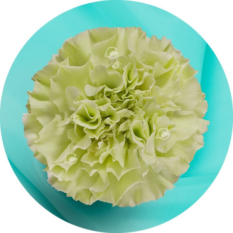 Sassicaia – Geoflora