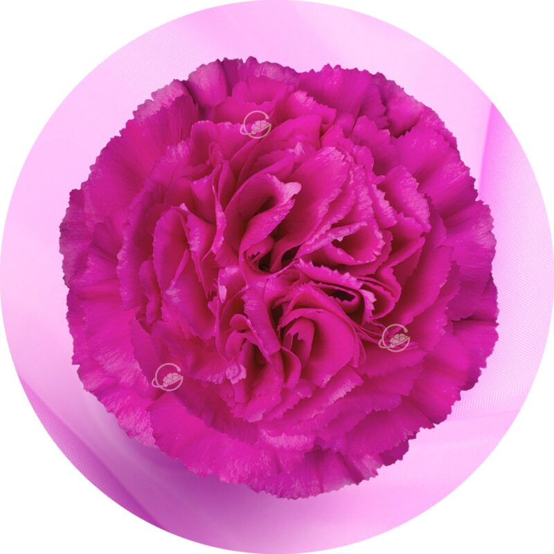 Carnation – Page 4 – Geoflora