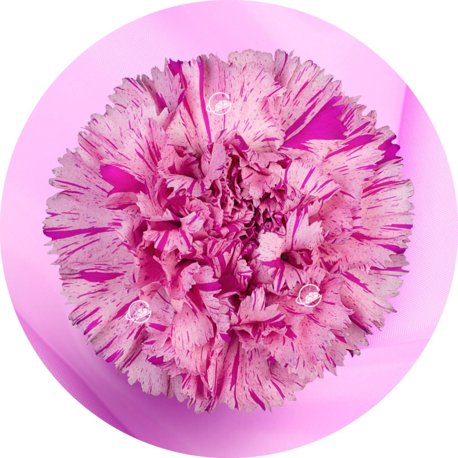 Jubilee – Geoflora