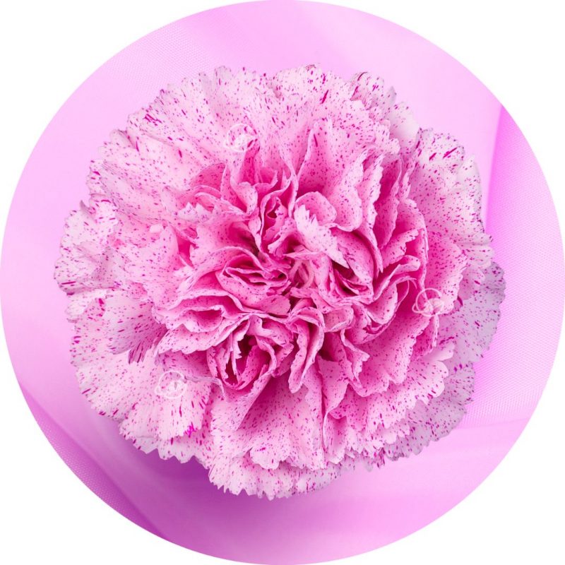 Carnation – Page 5 – Geoflora