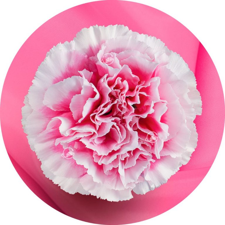 Malabar – Geoflora