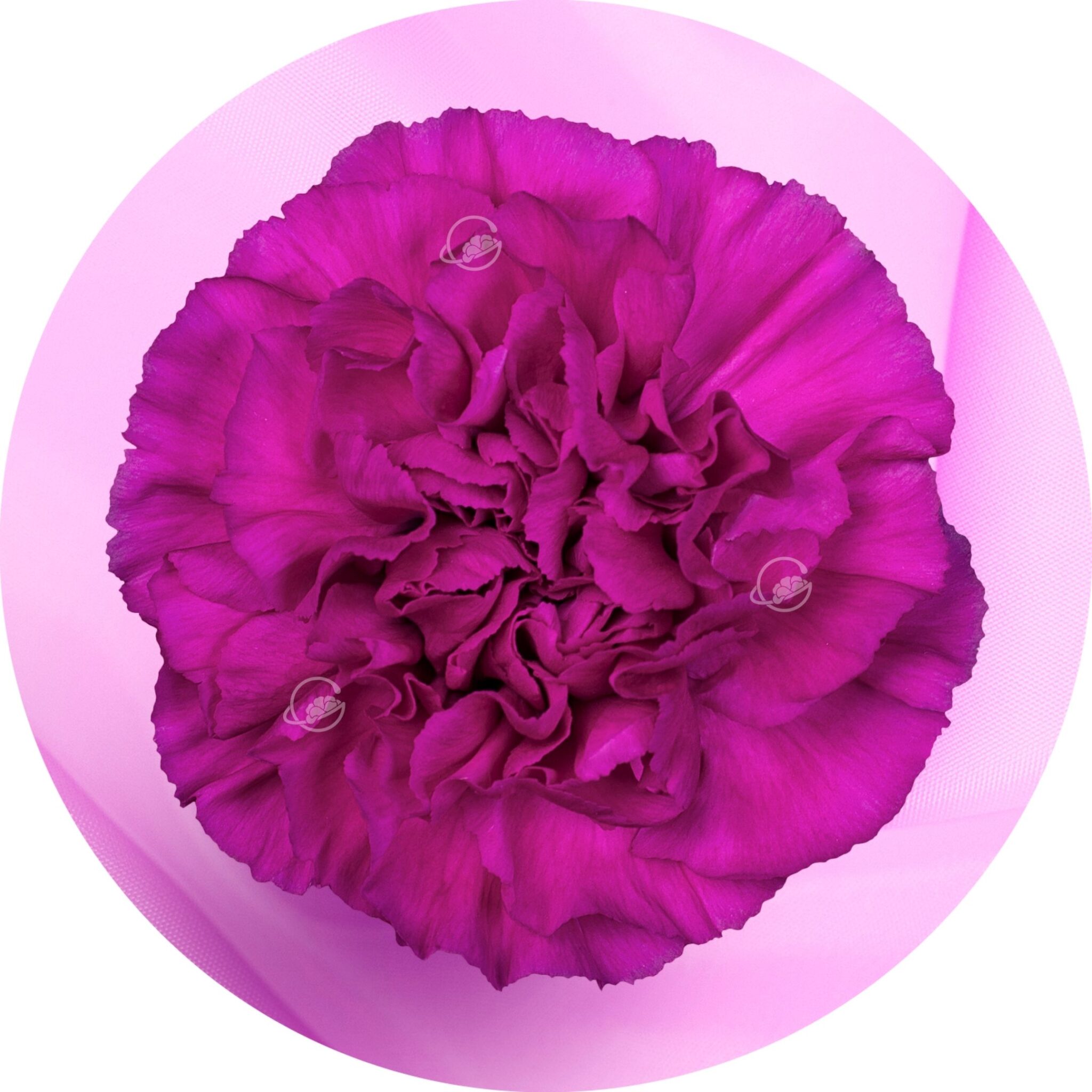 Marathon – Geoflora