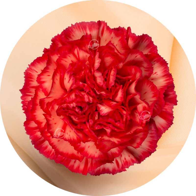 Carnation – Page 6 – Geoflora