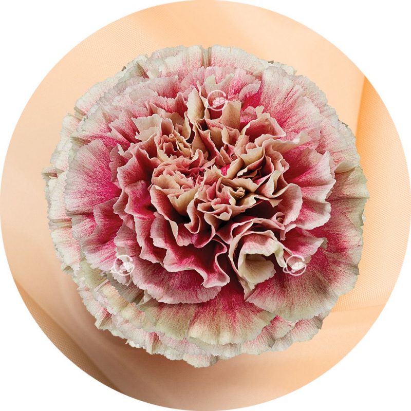 Carnation – Page 6 – Geoflora