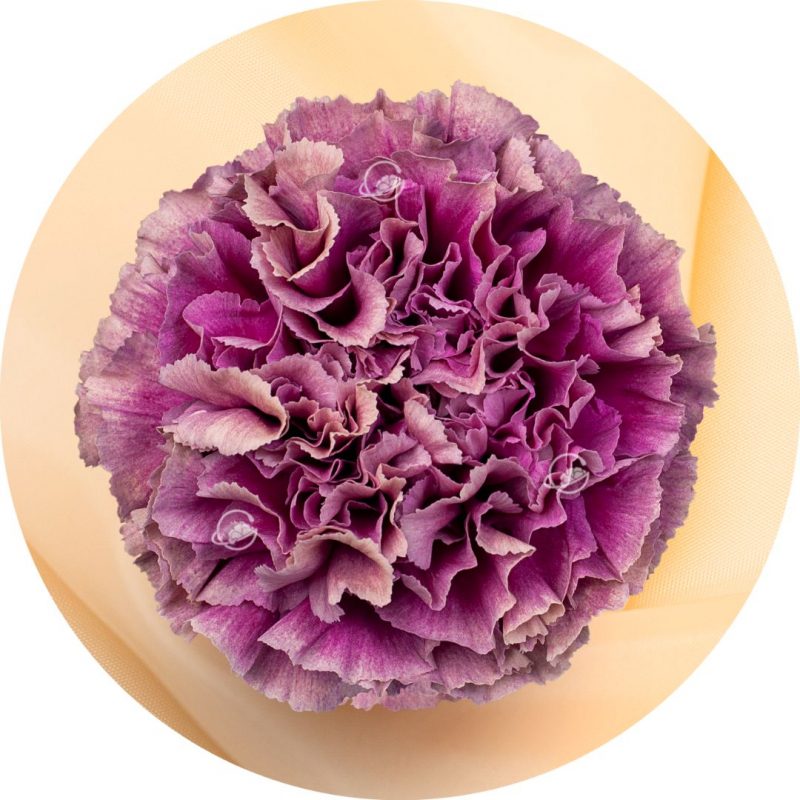 Merletto Purple – Geoflora