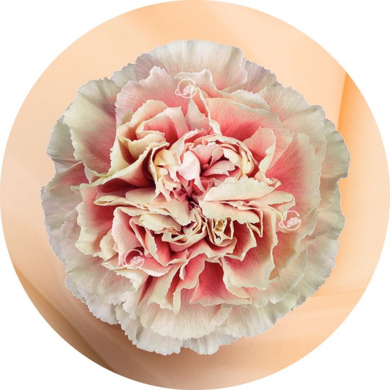 Carnation – Page 6 – Geoflora