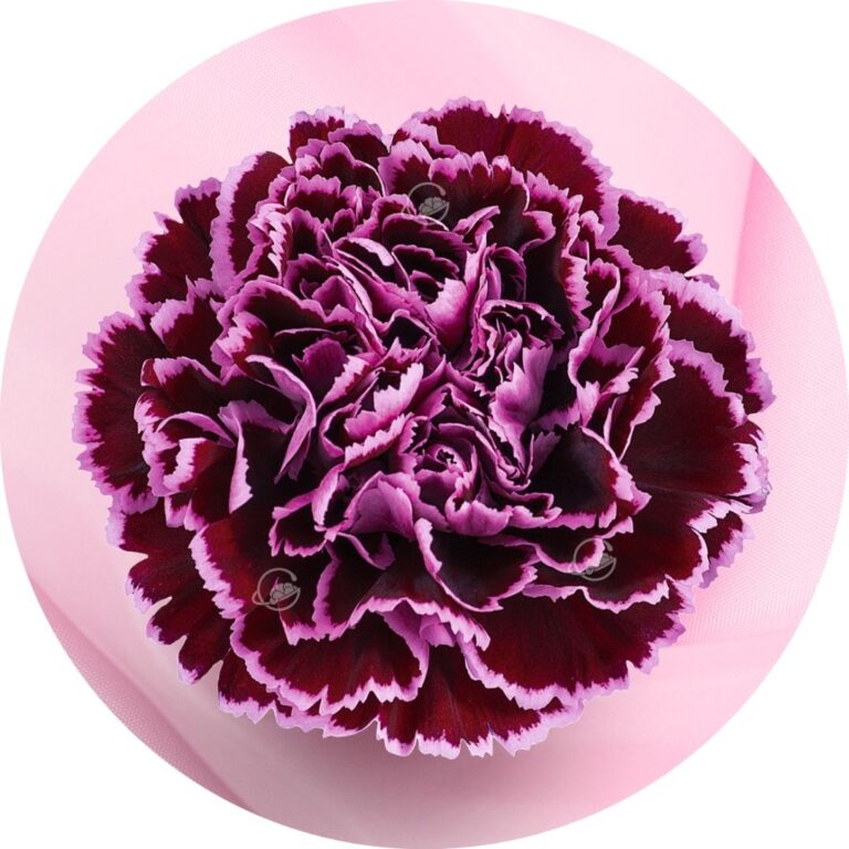 Carnation – Página 7 – Geoflora