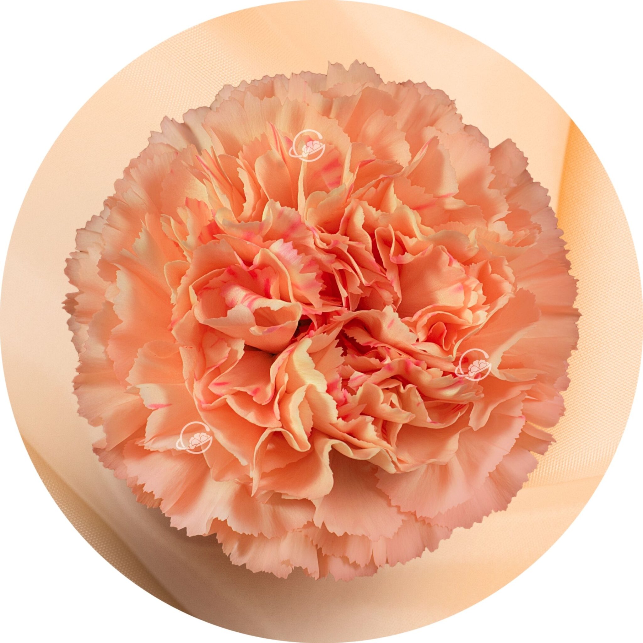 Stromboli – Geoflora