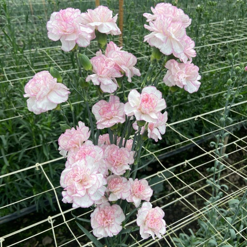 Spray Carnation – Page 2 – Geoflora