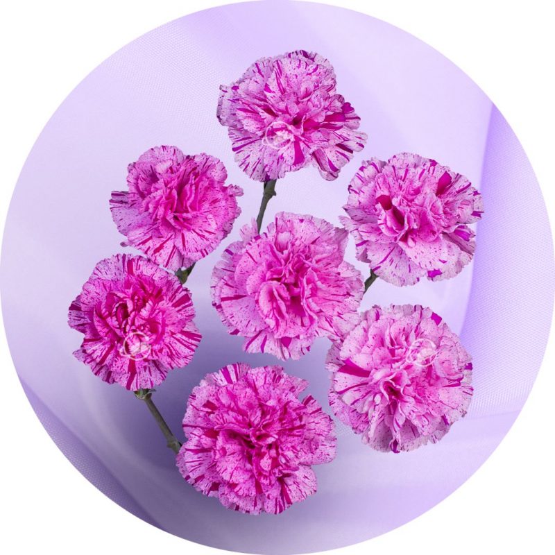 Burlesque – Geoflora