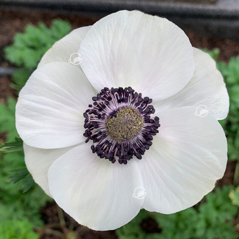 Mistral Plus ® Fucsia – Geoflora