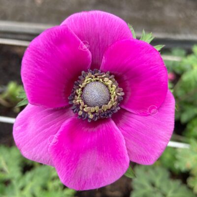 Mistral Plus ® Fucsia – Geoflora