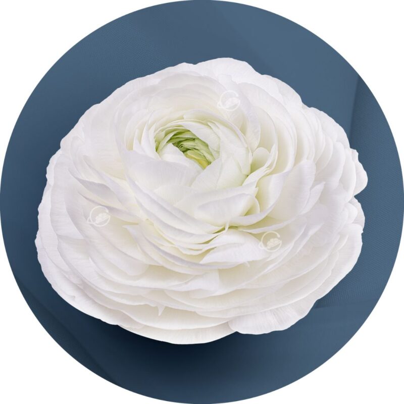 Success ® White – Geoflora
