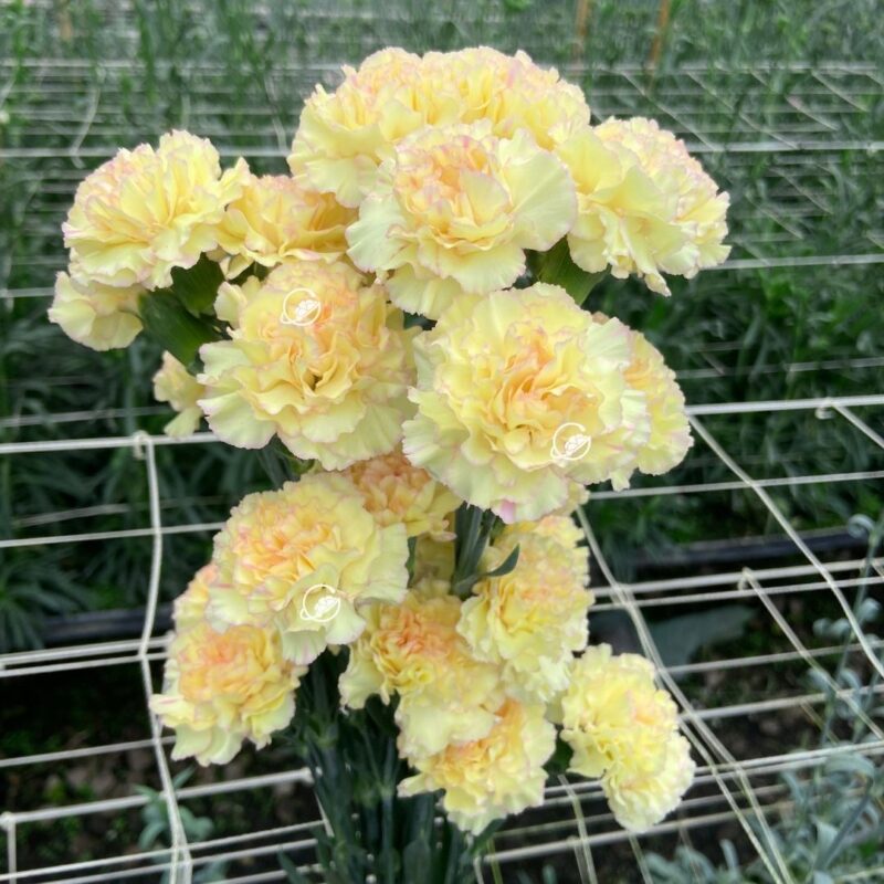 Spray Carnation – Geoflora