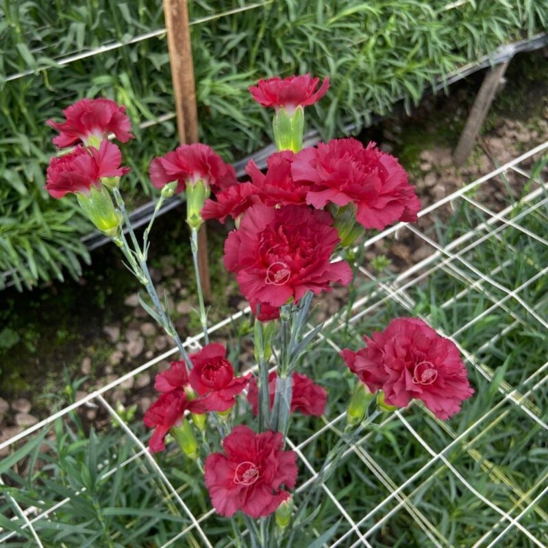 Spray Carnation – Page 2 – Geoflora