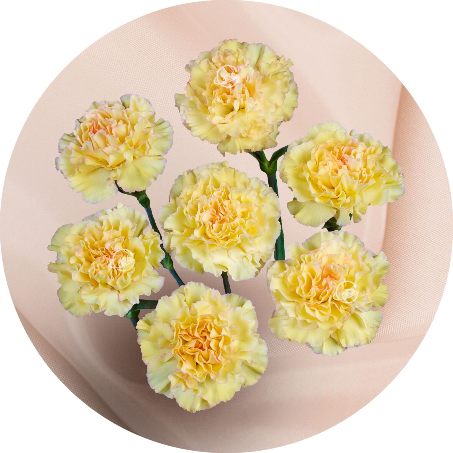 Spray Carnation – Geoflora