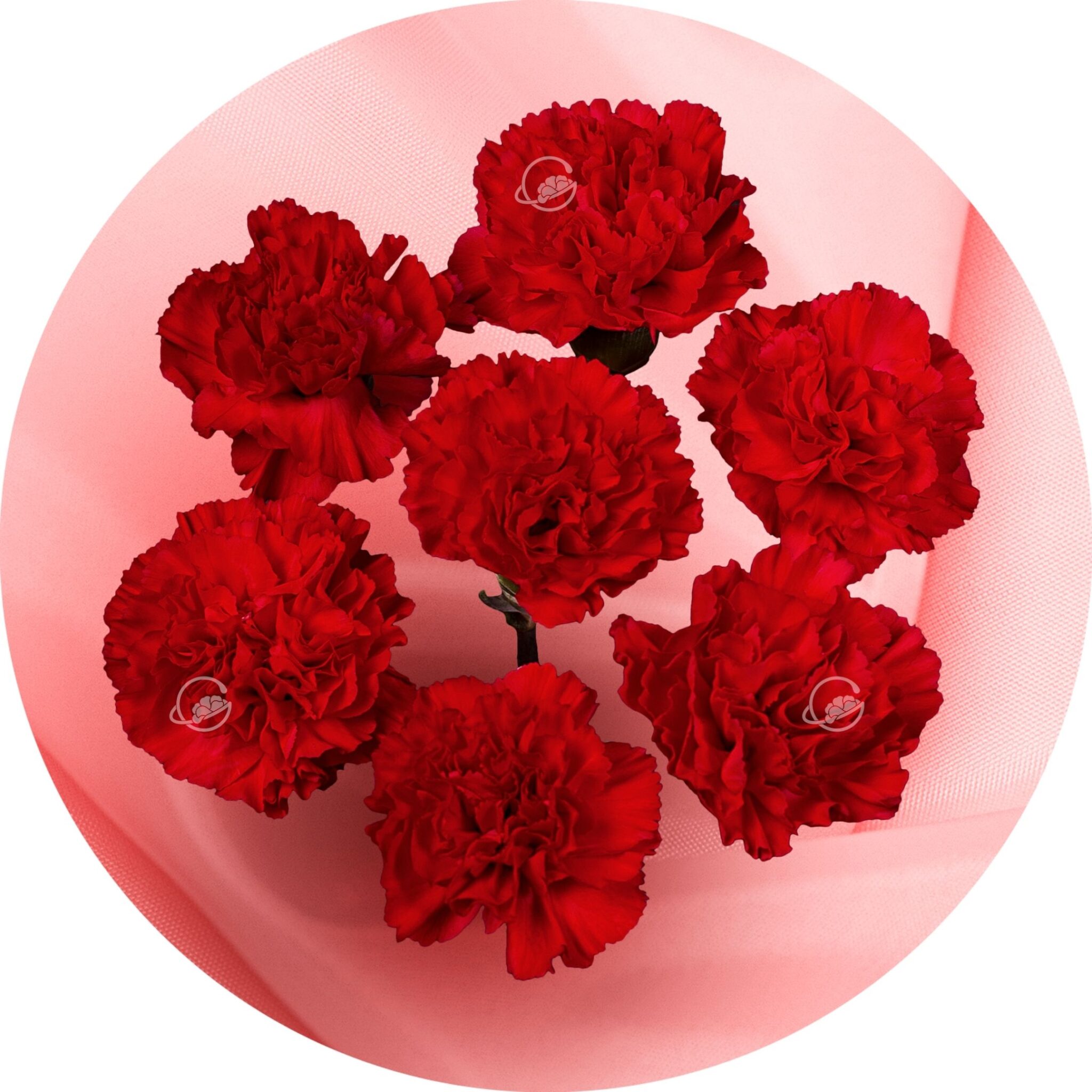 Spray Carnation – Geoflora