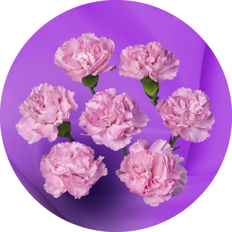 Celeste – Geoflora