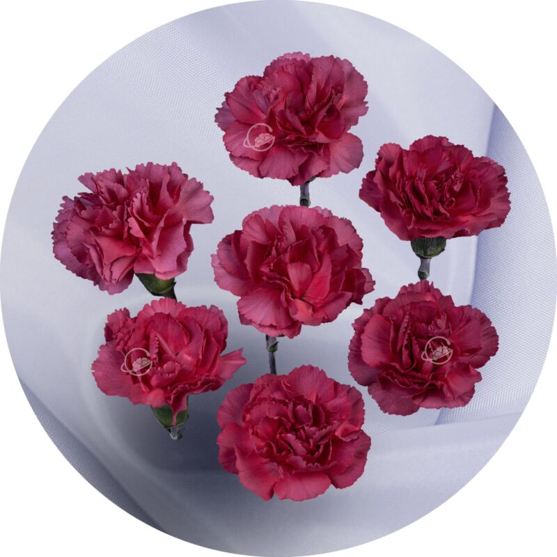 Spray Carnation – Page 2 – Geoflora