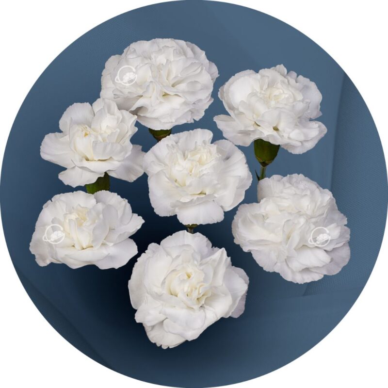 Stratus – Geoflora