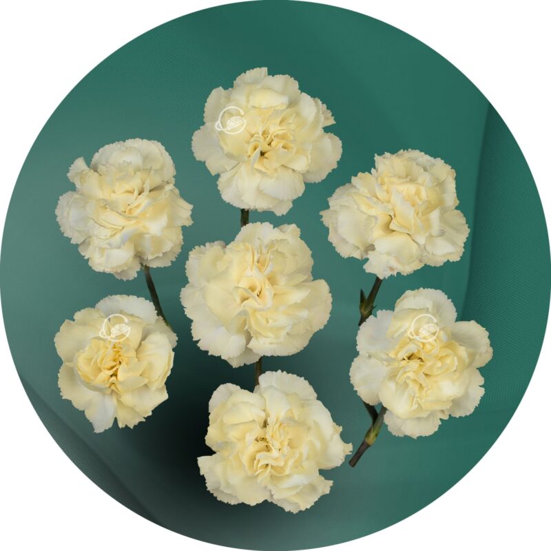 Spray Carnation – Page 4 – Geoflora