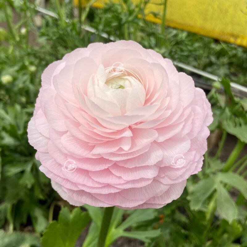 Success ® Favola – Geoflora