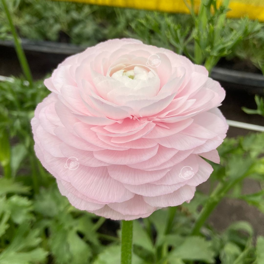 Success ® Lady – Geoflora