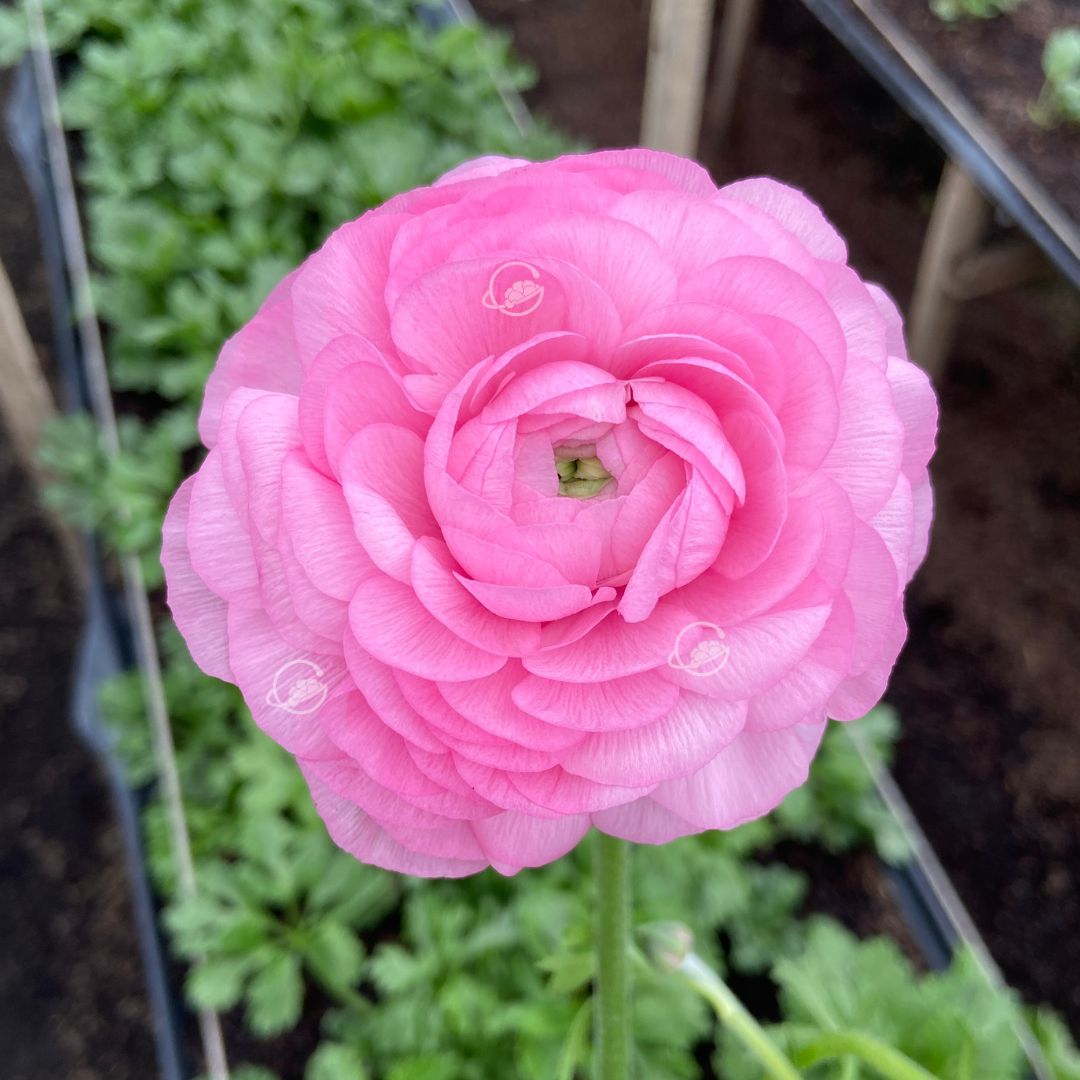 Success ® Pink – Geoflora