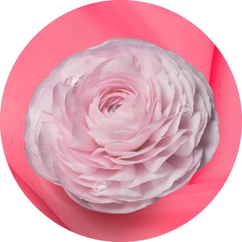 Success ® Lady – Geoflora