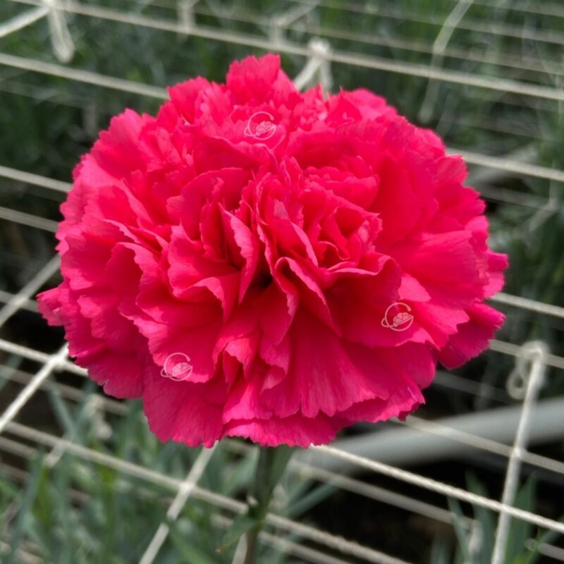 Carnation – Geoflora