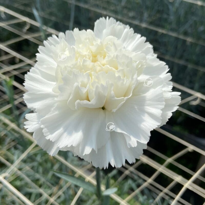 Cristallo – Geoflora