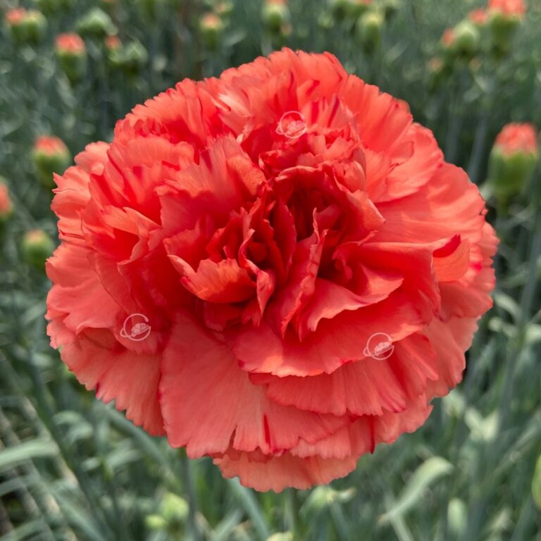 Carnation – Geoflora