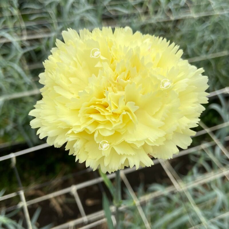 Carnation – Page 4 – Geoflora