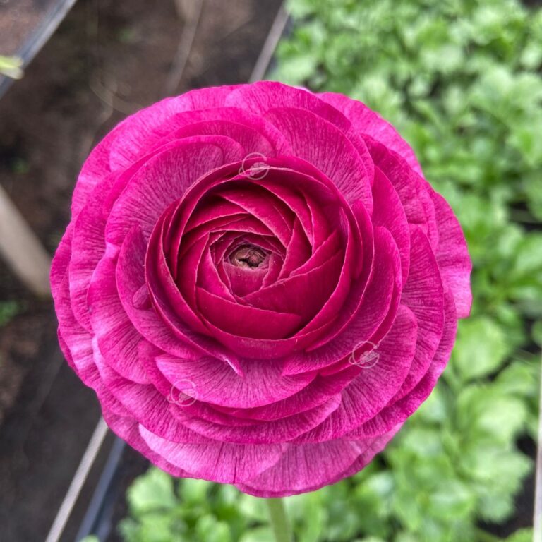 Success ® Purple – Geoflora