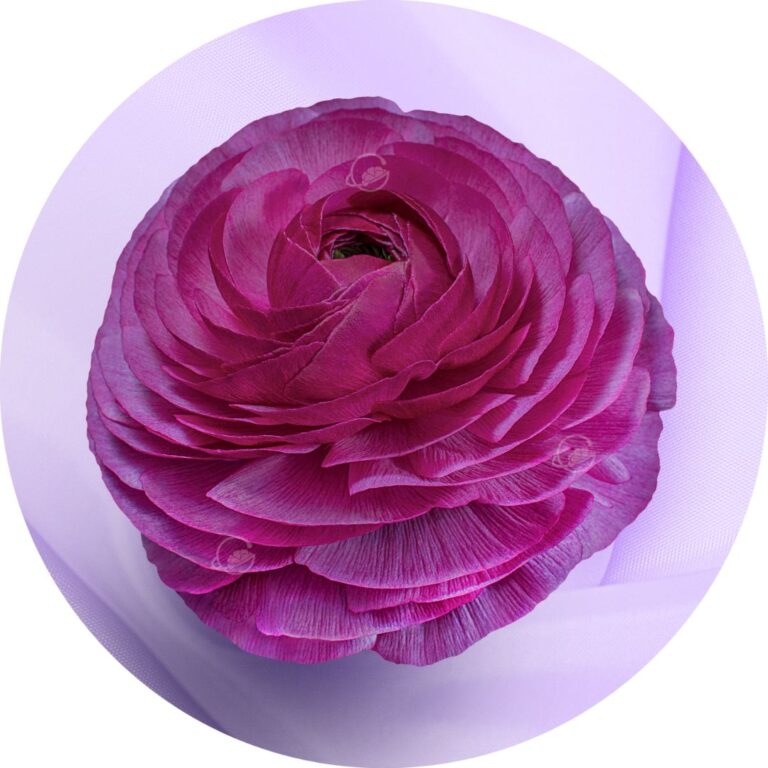 Success ® Purple – Geoflora