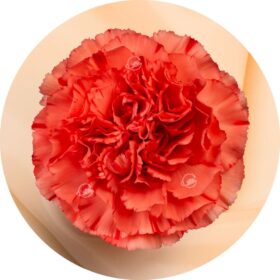 Carnation – Geoflora