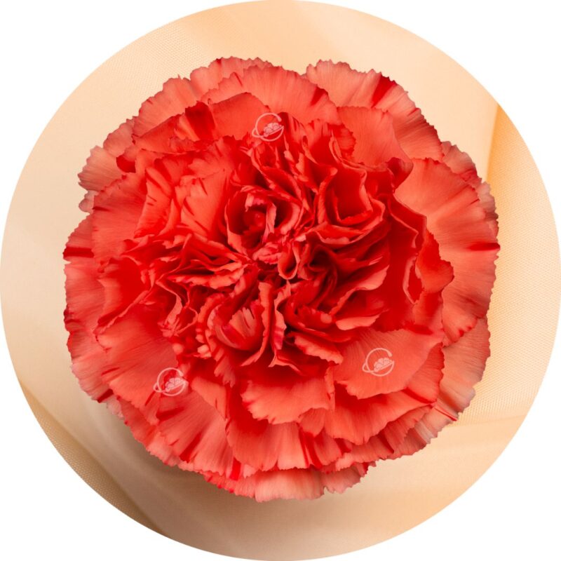 Carnation – Geoflora