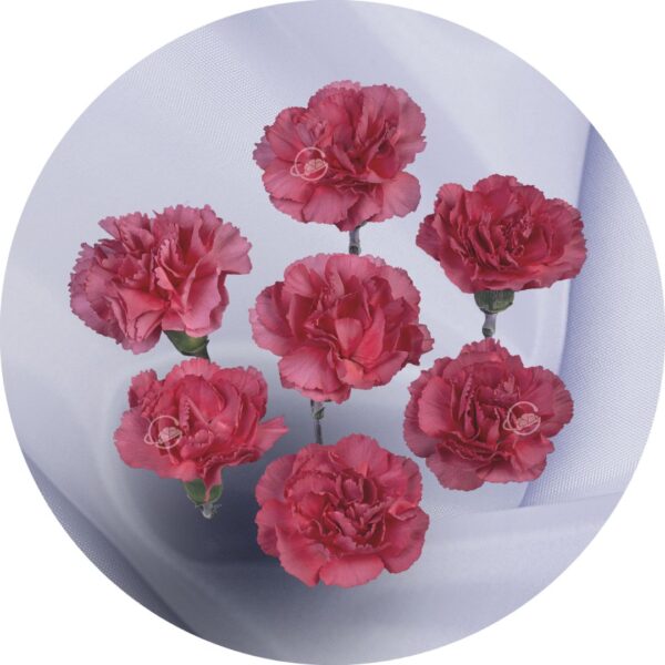 Spray Carnation – Page 2 – Geoflora