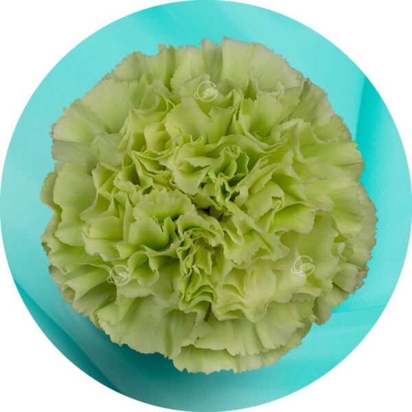 Carnation – Geoflora