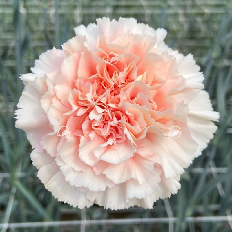 Pastel Crimea – Geoflora