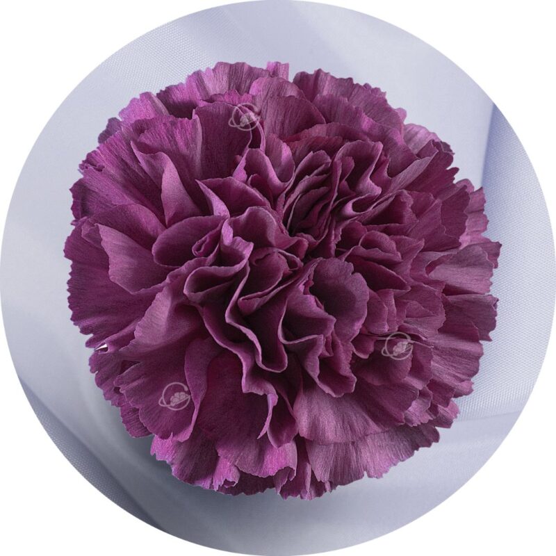 Carnation – Página 2 – Geoflora