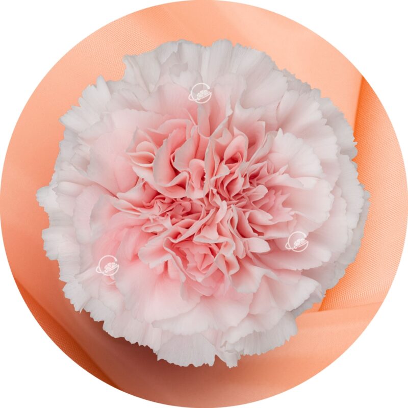 Pastel Crimea – Geoflora