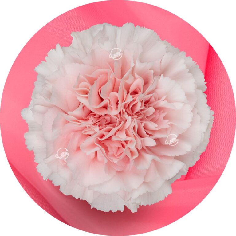 Pastel Crimea – Geoflora